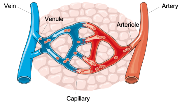 The Microcirculation - Obi Veterinary Education