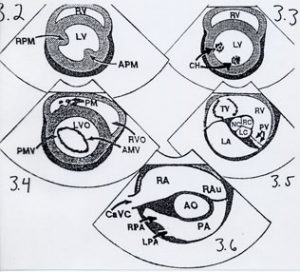 Standard Transthoracic Echocardiography Views - Obi Veterinary Education