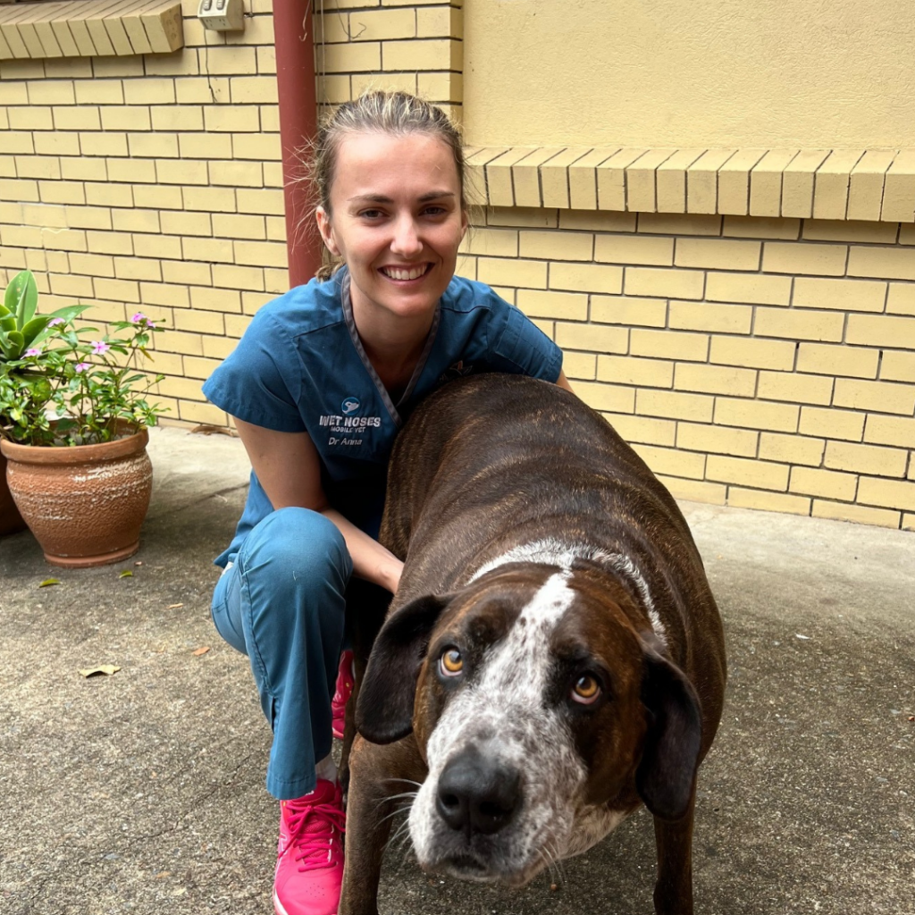 Home - Obi Veterinary Education